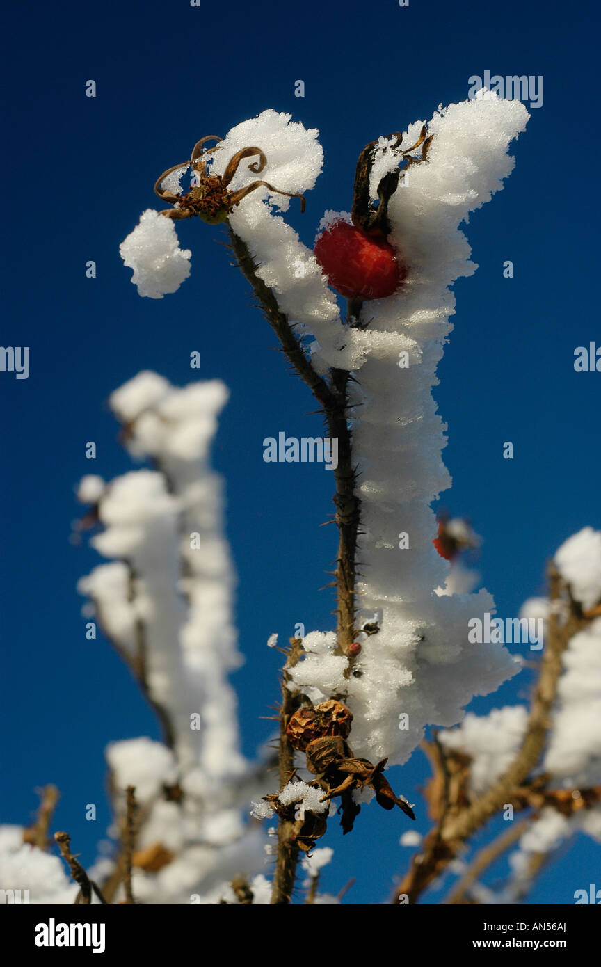 Frost rose hip hi-res stock photography and images - Alamy