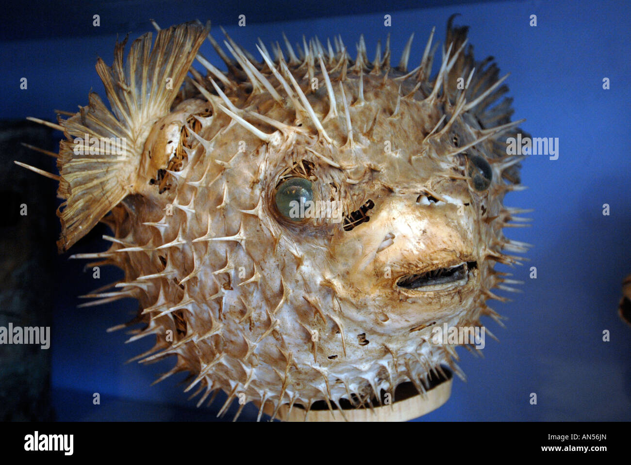 Puffer Fish on display Stock Photo - Alamy