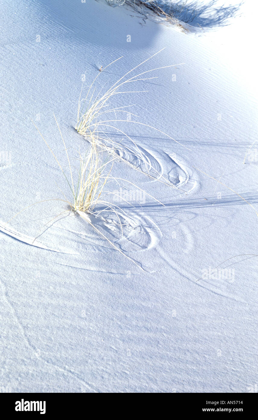 grass poking through white sand dunes White Sands National Monument New ...