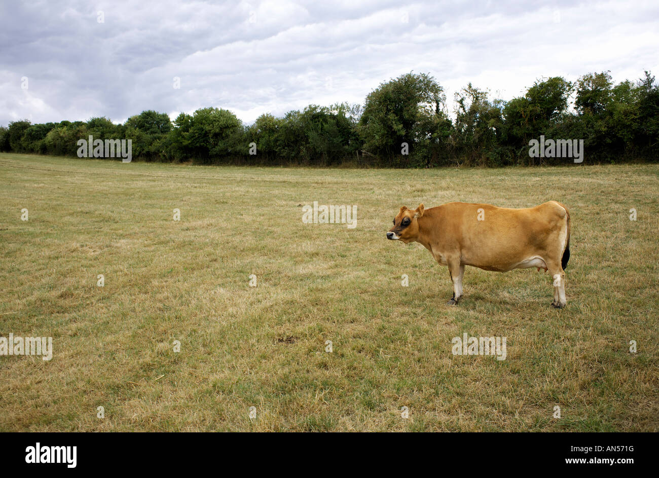 Jersey Cow on a farm in Wiltshire England English farming Stock Photo ...