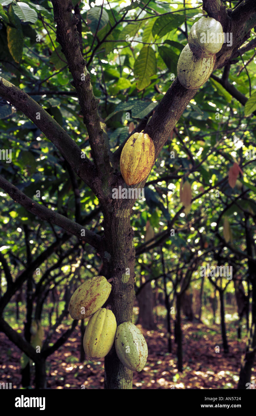 Ripe cacao pods the raw material of chocolate hang on trees in an ...