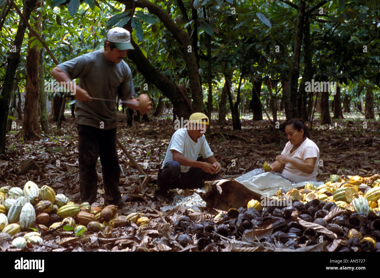 Mexico cacao farm hi-res stock photography and images - Alamy