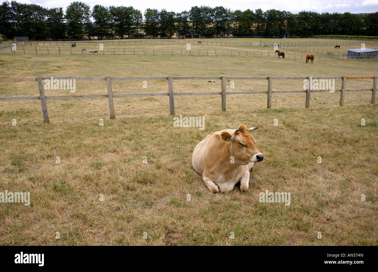 Jersey Cow and horses on a farm in Wiltshire England English farming ...