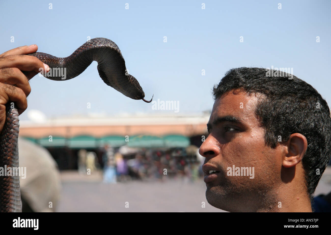 Snake charmer with viper souk Marrakesh Morocco Stock Photo - Alamy