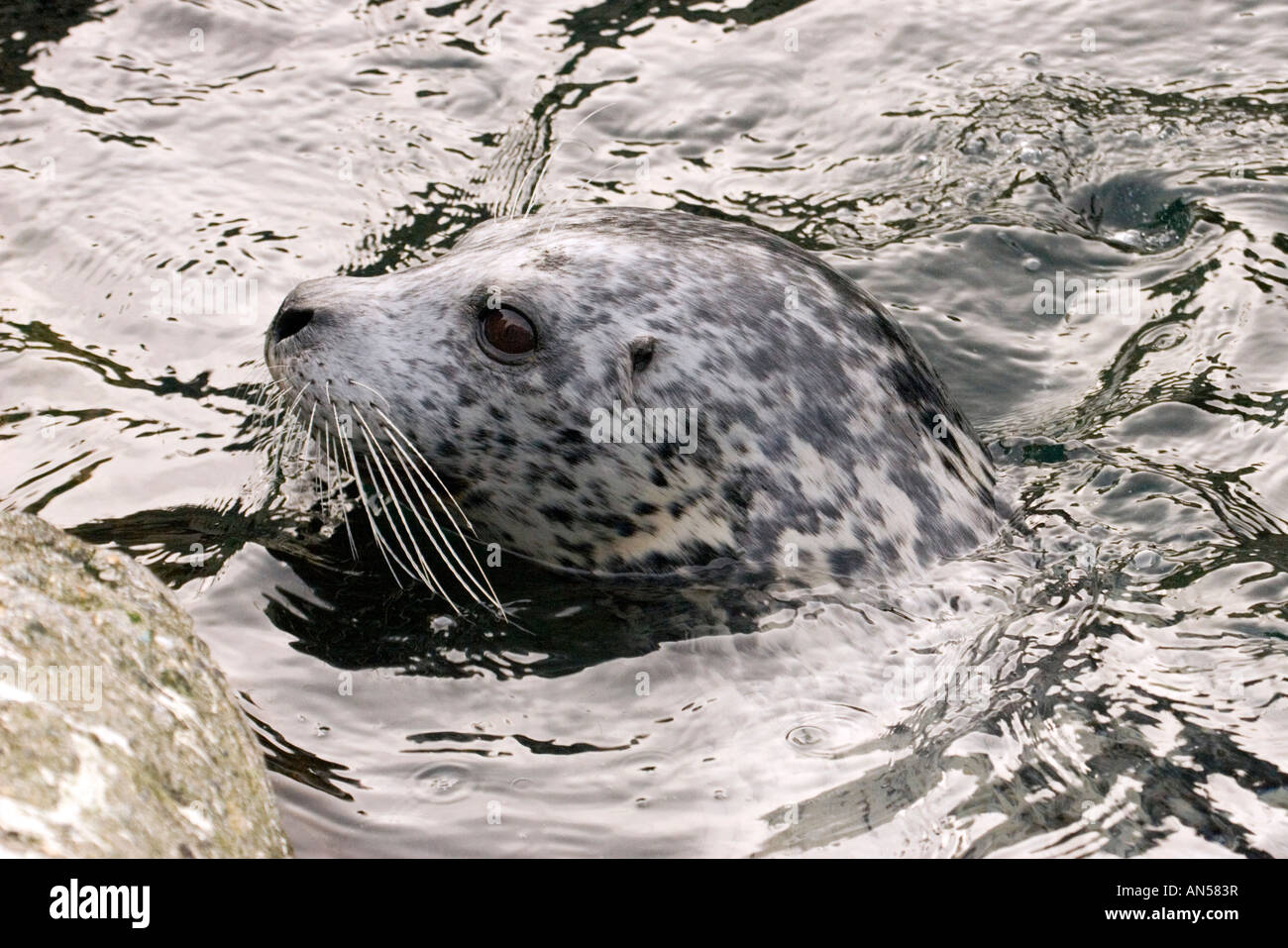 Phocidae zoo hi-res stock photography and images - Alamy