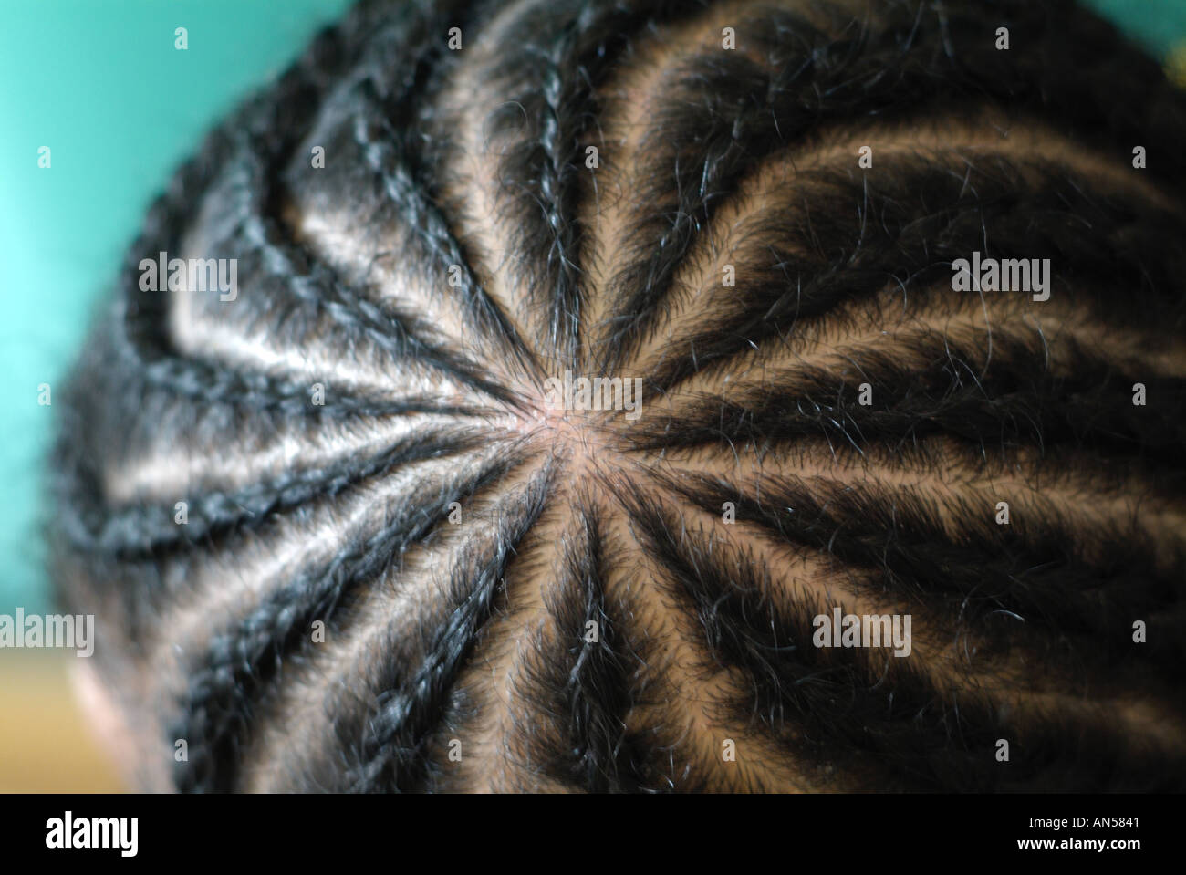 Palm tree head Stock Photo - Alamy