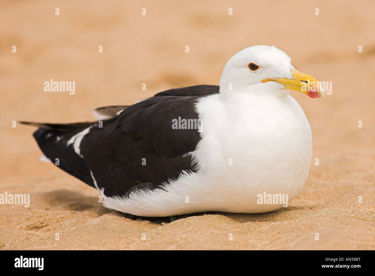 Cape Gull Larus Vetula brooding on a beach Copy Space Stock Photo - Alamy