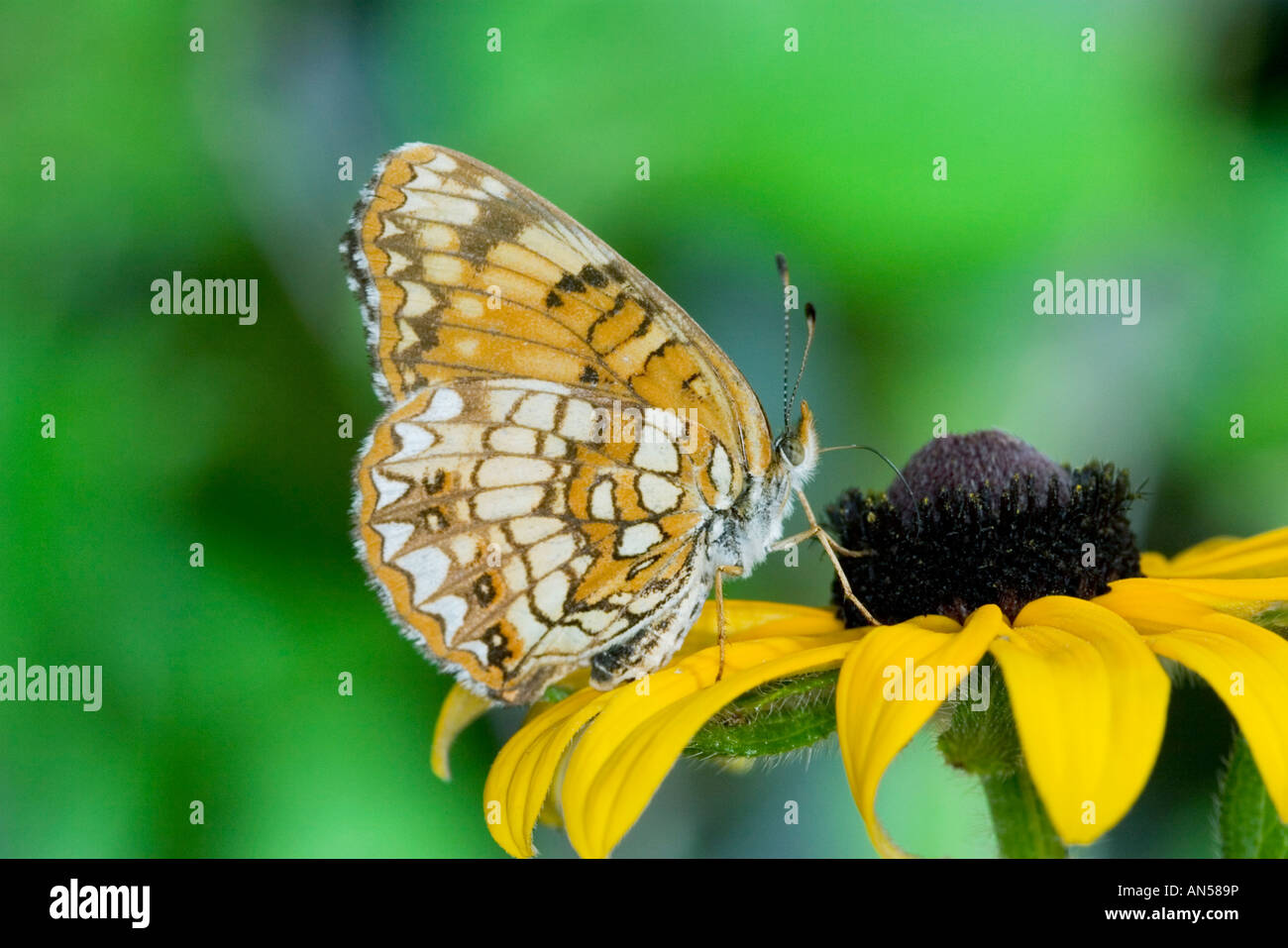 Harris Checkerspot Chlosyne harrisii Tamarack Aitkin County Minnesota ...