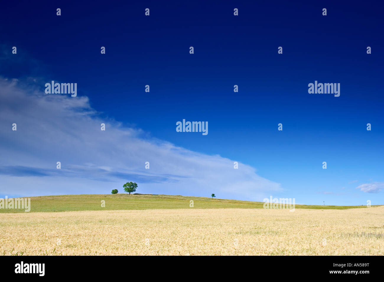 Wheatfield and a tree in countryside Stock Photo - Alamy
