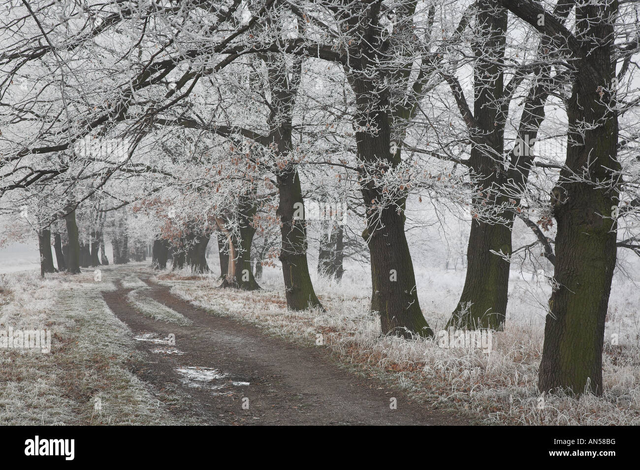 Oak tree lane in a frosty winter day Stock Photo - Alamy