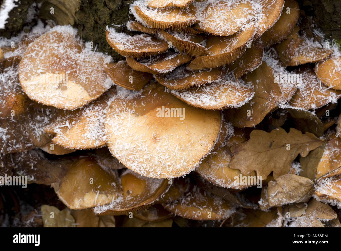Toad stools hi-res stock photography and images - Alamy