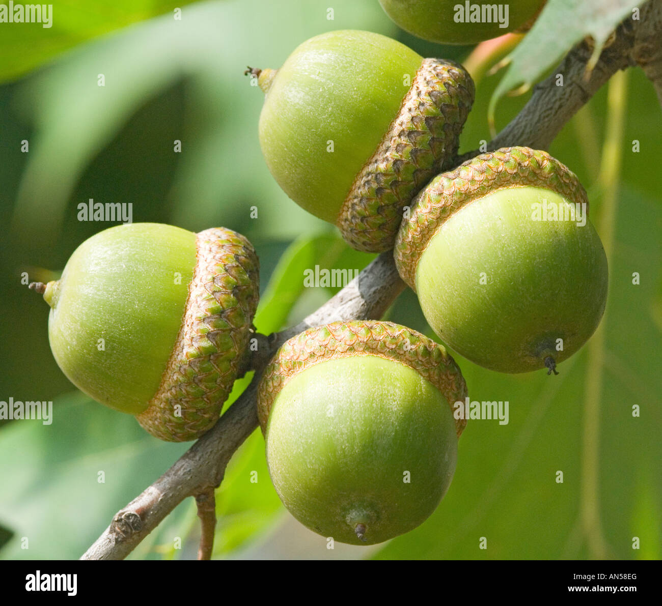 Genrous hi-res stock photography and images - Alamy