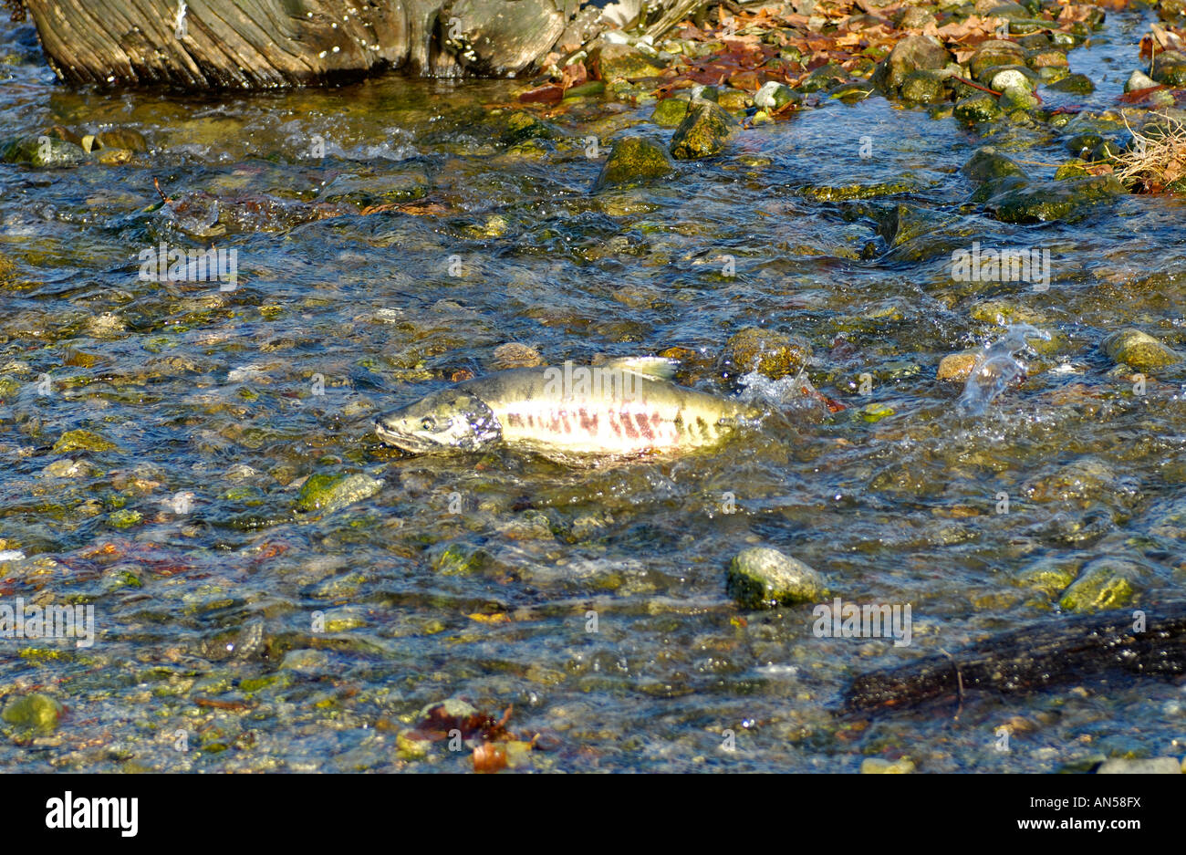 Spawning Salmon making its way upstream to the gravel beds to lay eggs ...