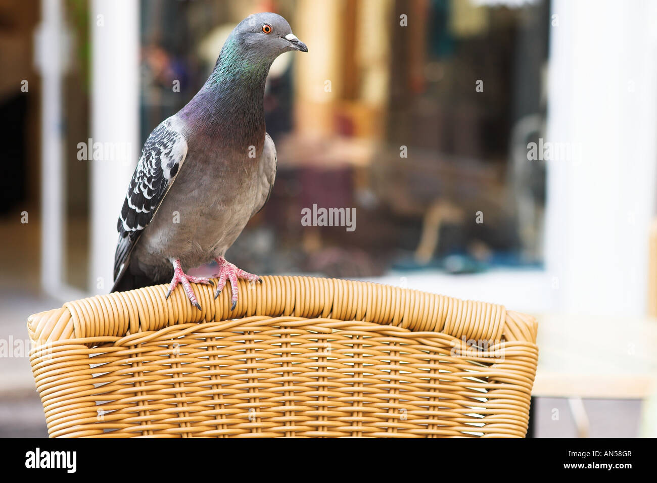 Begging chair hi-res stock photography and images - Alamy