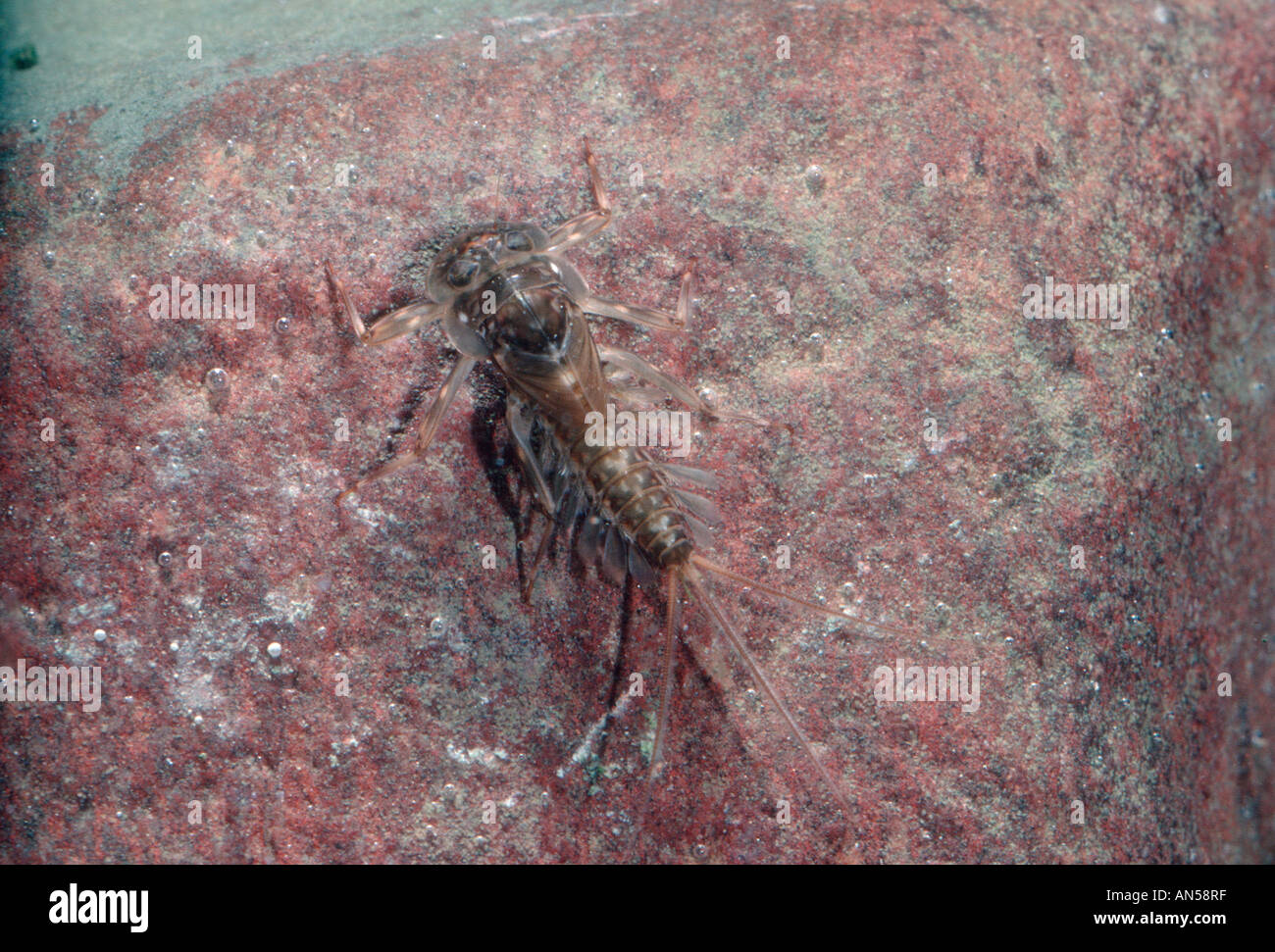 Mayfly nymphs hi-res stock photography and images - Alamy