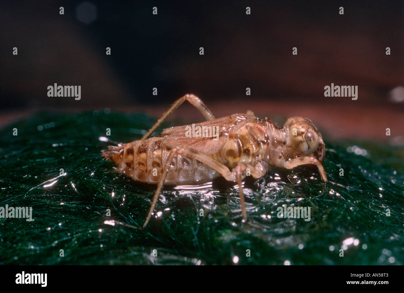 Dragonflies sympetrum sp hi-res stock photography and images - Alamy