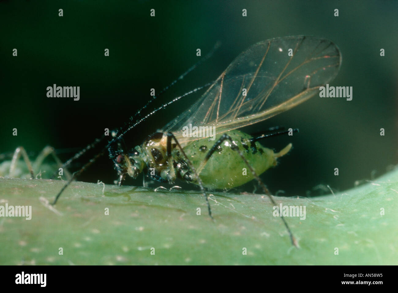 Family aphididae winged specimen on stem s hi-res stock photography and ...