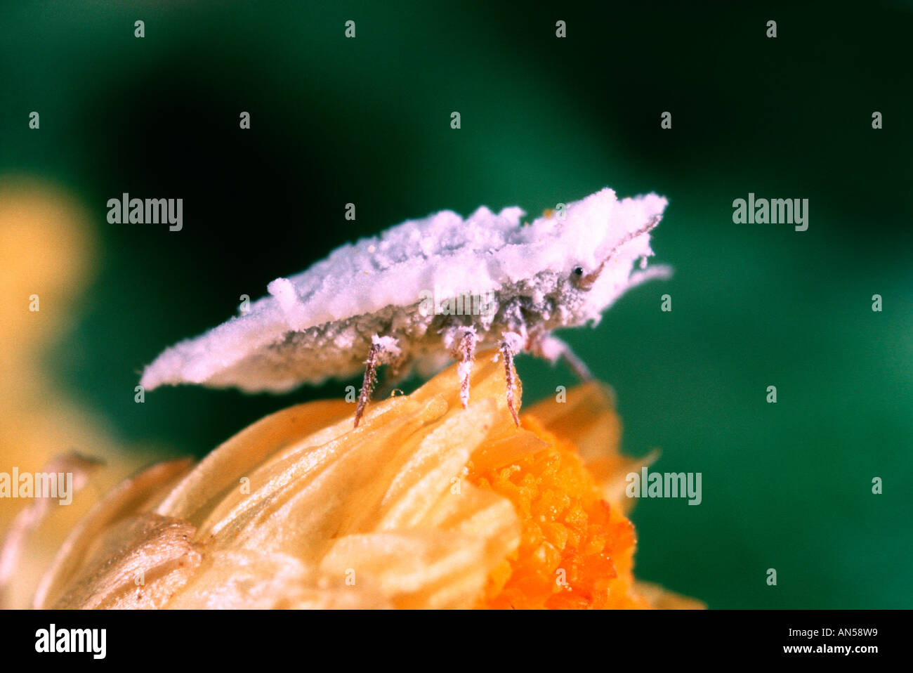 Homopteran insect hi-res stock photography and images - Alamy