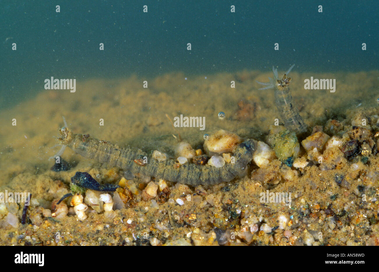 Flies, Order Diptera. Larvae on pond Stock Photo - Alamy