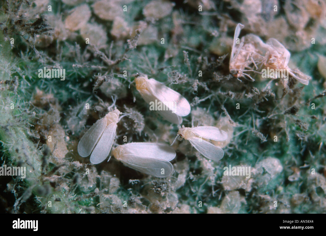 Greenhouse Whitefly, Trialeurodes vaporariorum. Colony on leaf Stock ...