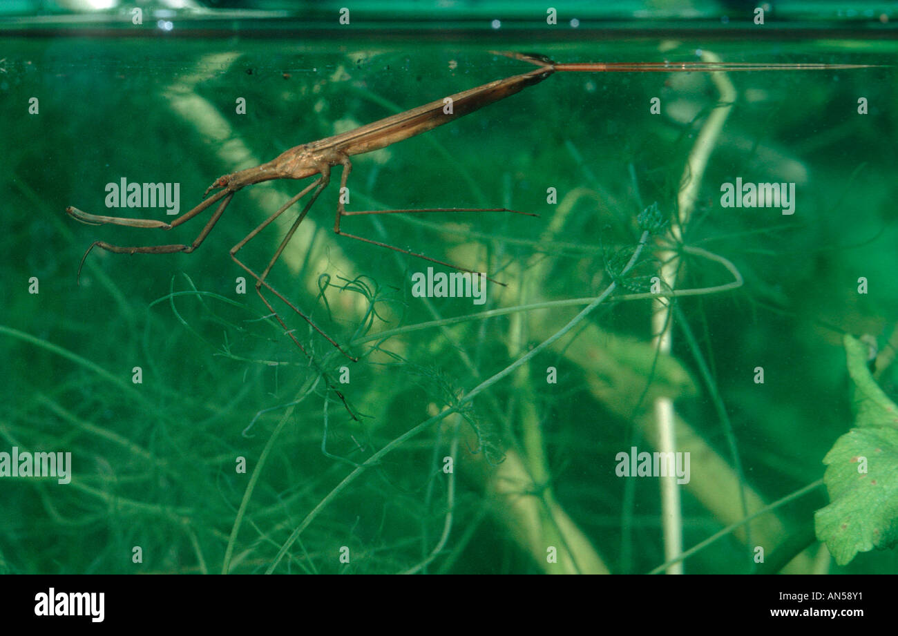 Water Stick Insect, Ranatra linearis. On pond Stock Photo - Alamy