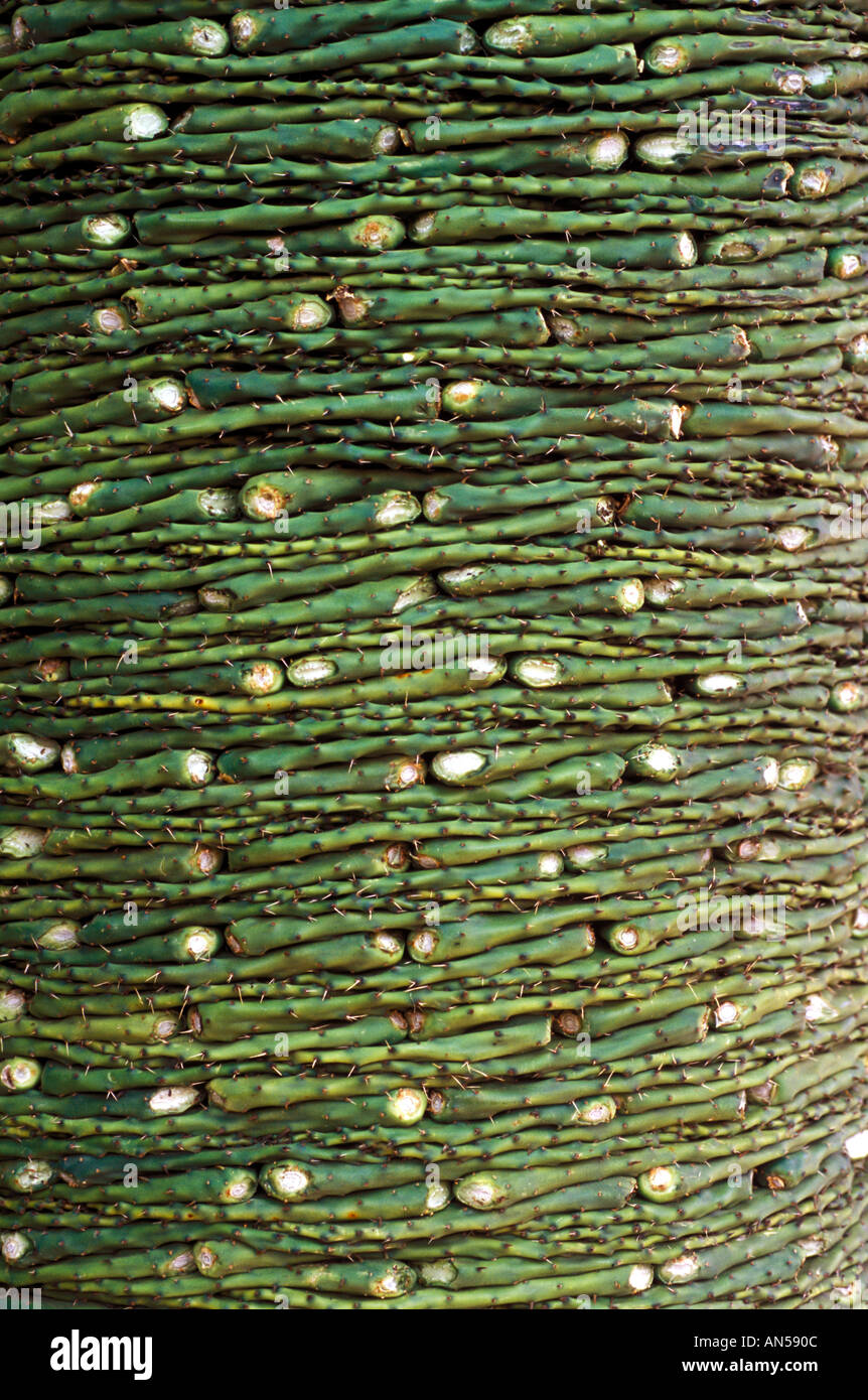 Stacked nopales cactus pads at the Central de Abastos wholesale market ...