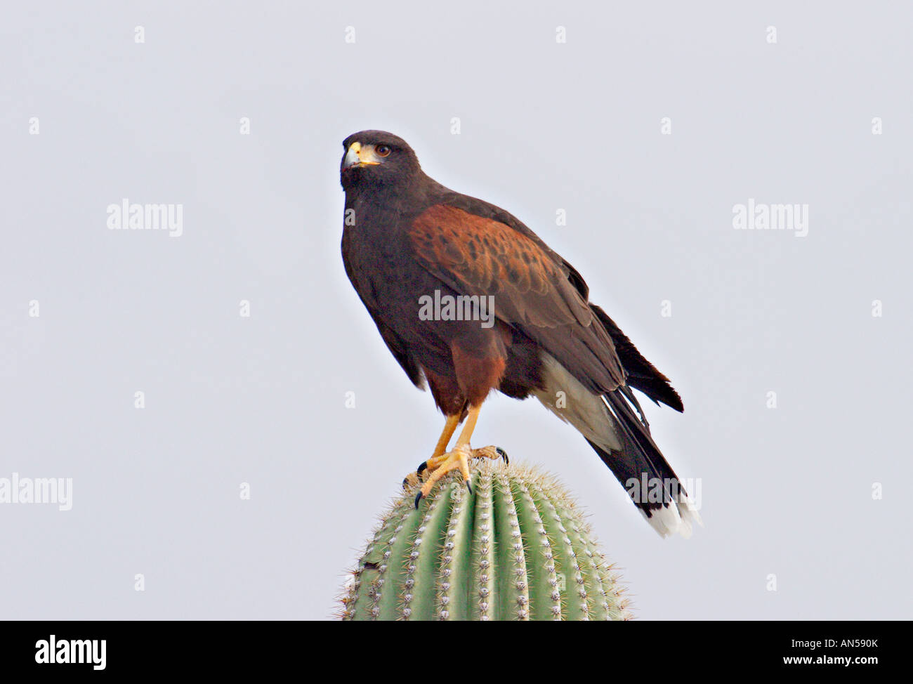 Harris Hawk Parabuteo unicinctus Arizona Sonora Desert Muswum Tucson ...