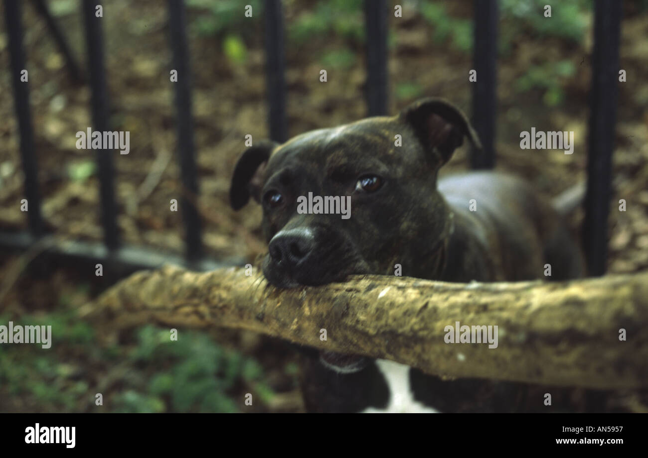 Biting branch hi-res stock photography and images - Alamy