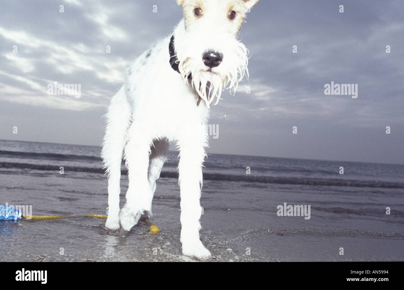 Wired haired fox terrier hi-res stock photography and images - Alamy