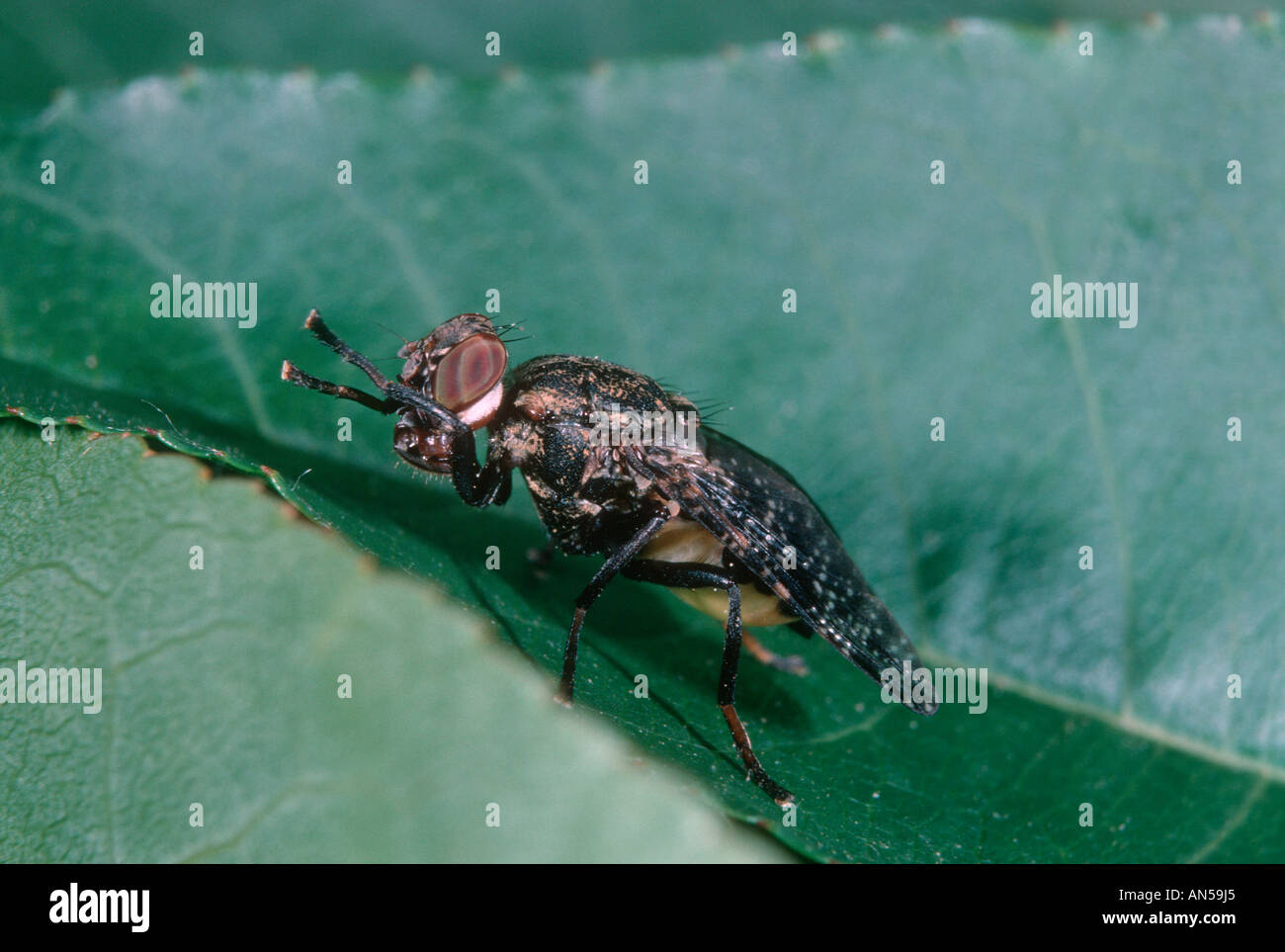 Platystoma sp on leaf diptera hi-res stock photography and images - Alamy