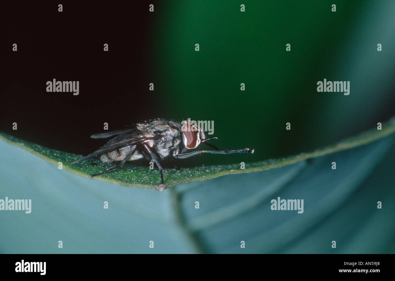 Calcitrans hi-res stock photography and images - Alamy