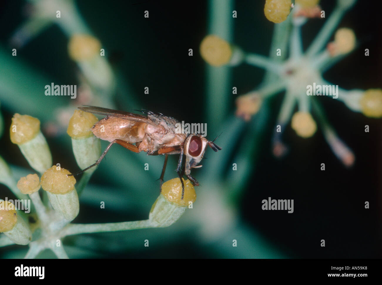 Order diptera feeding on flower hi-res stock photography and images - Alamy