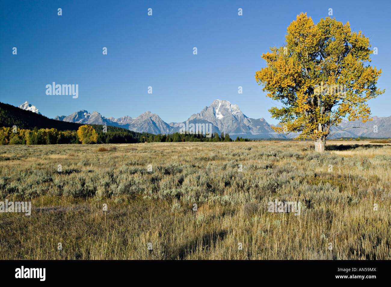 Grand Teton national park fall color, and Moran peak Stock Photo - Alamy