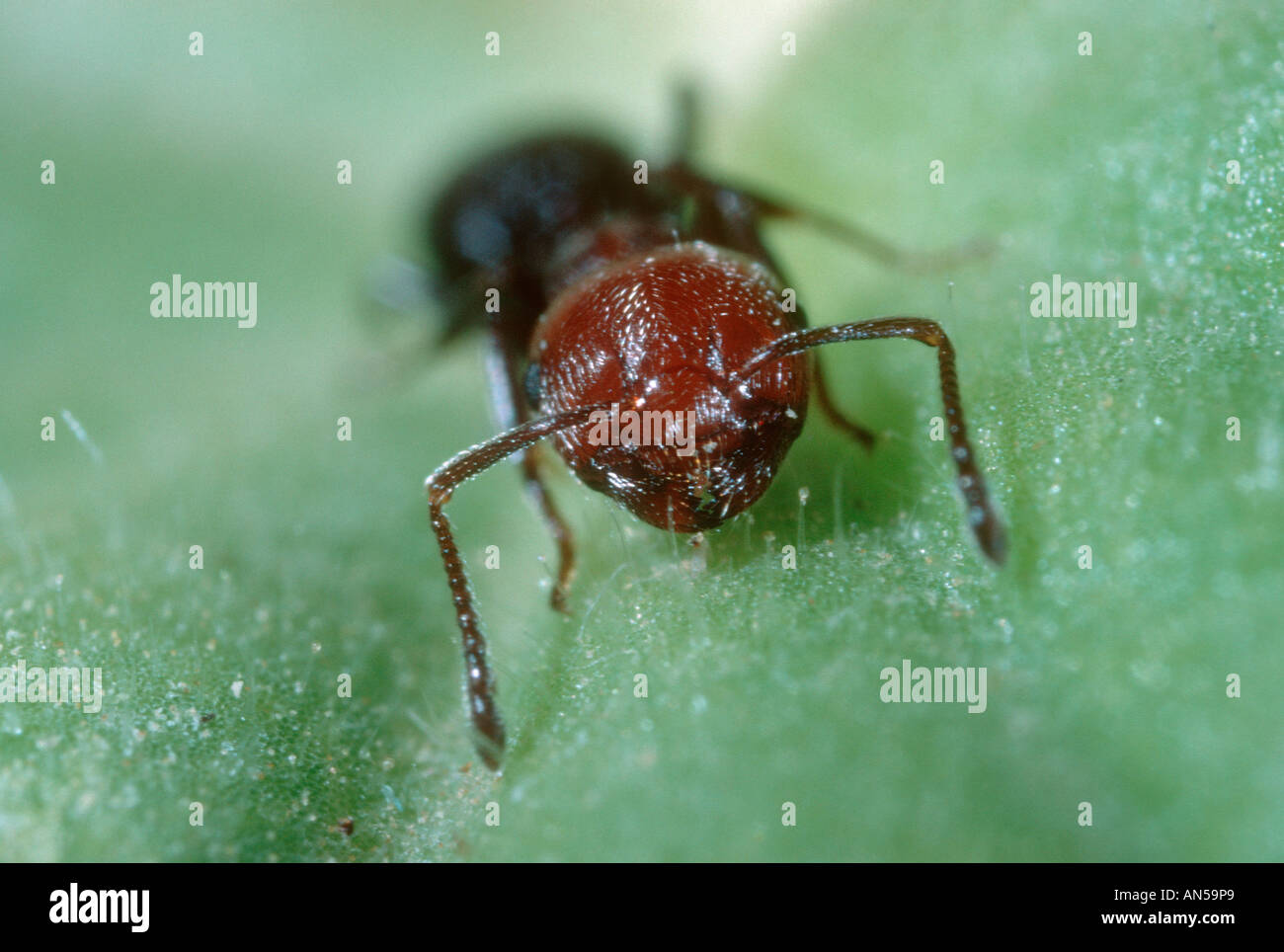 Crematogaster hi-res stock photography and images - Alamy