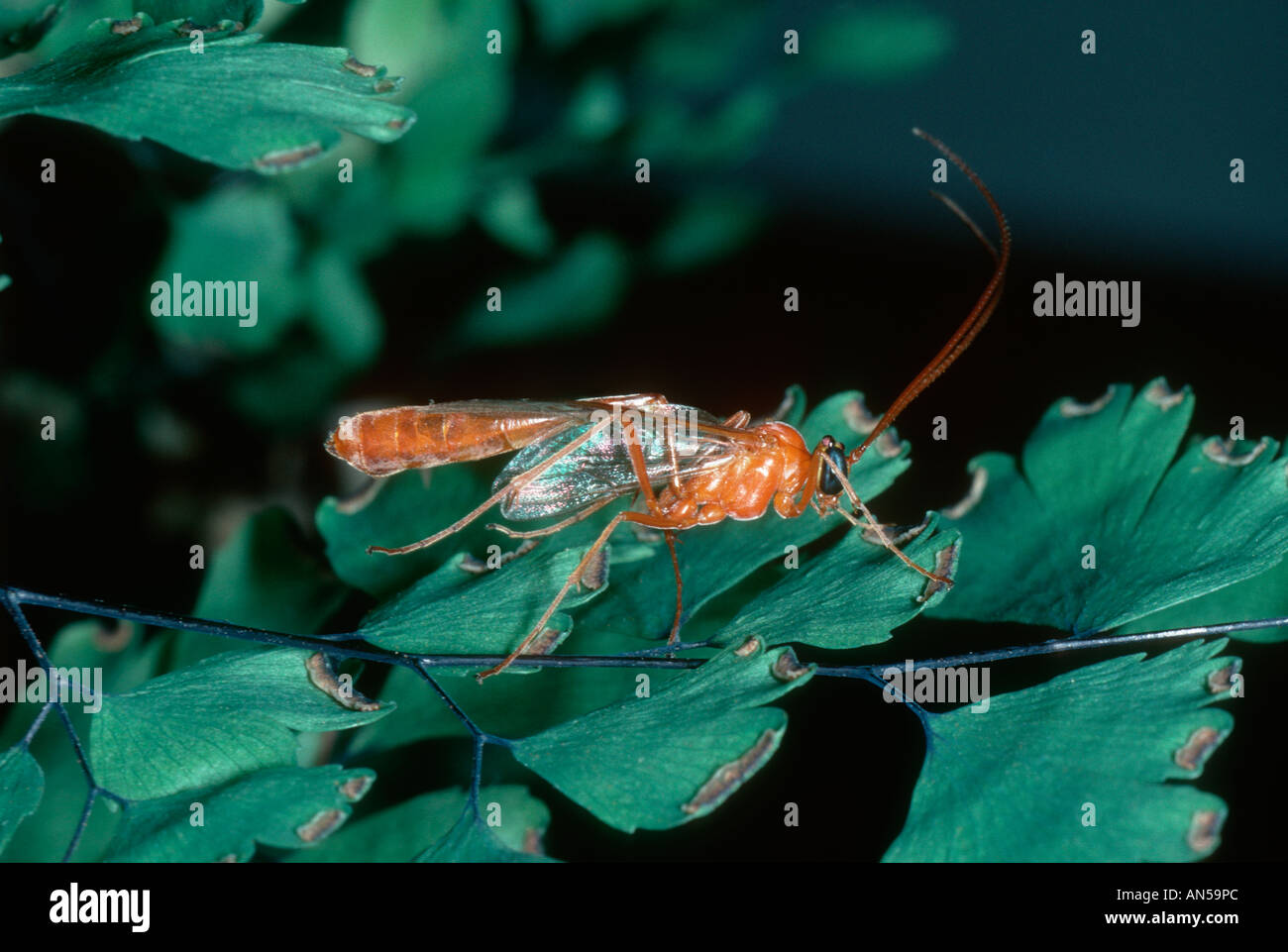 Ichneumon Red Wasp or Ichneumon Fly, Ophion luteus Stock Photo - Alamy
