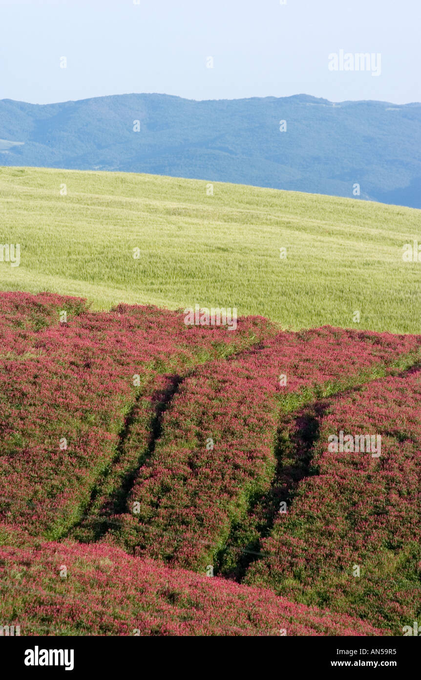 tractor path in red flowers field Stock Photo - Alamy