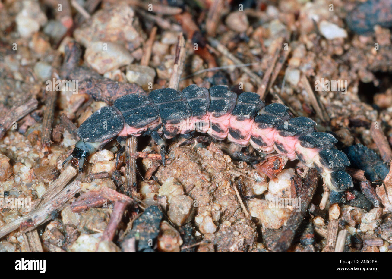 European Glow-worm, Lampyris noctiluca. Larva on ground Stock Photo - Alamy