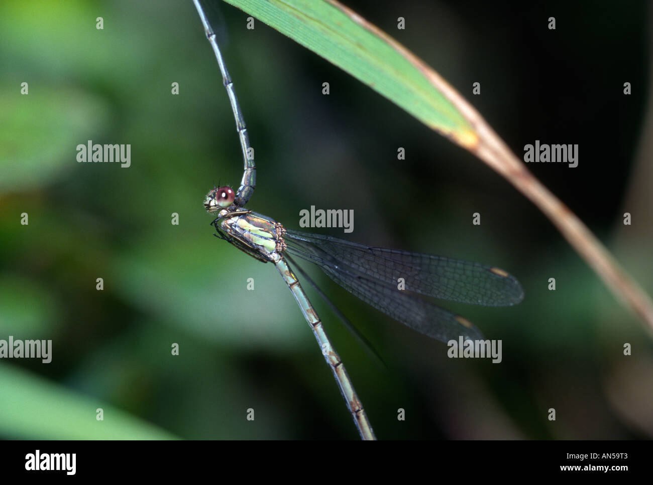 Lestes sp tandem posture detail hi-res stock photography and images - Alamy