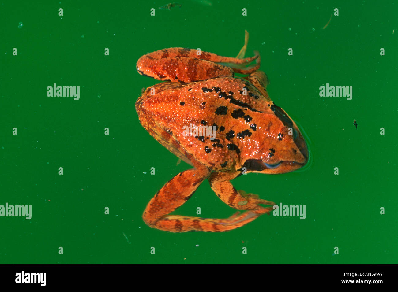 Frogs floating on water hi-res stock photography and images - Alamy
