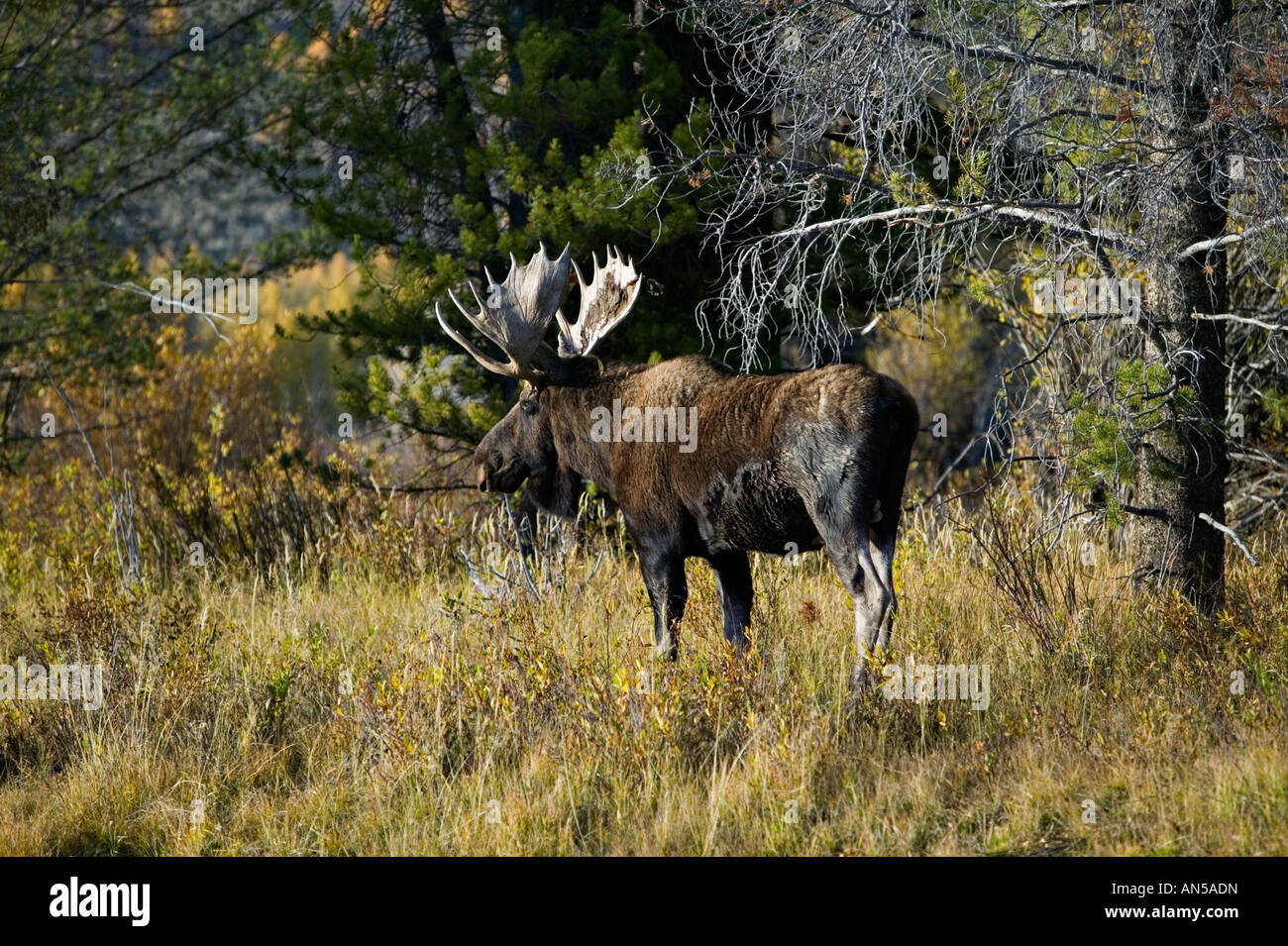 Giant bull moose hi-res stock photography and images - Alamy