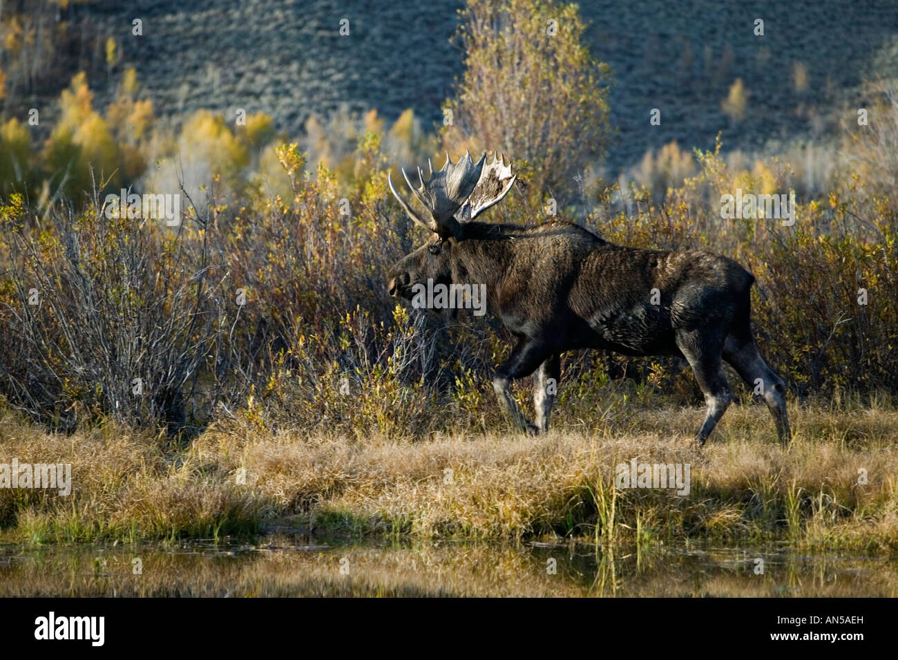 Giant bull moose hi-res stock photography and images - Alamy