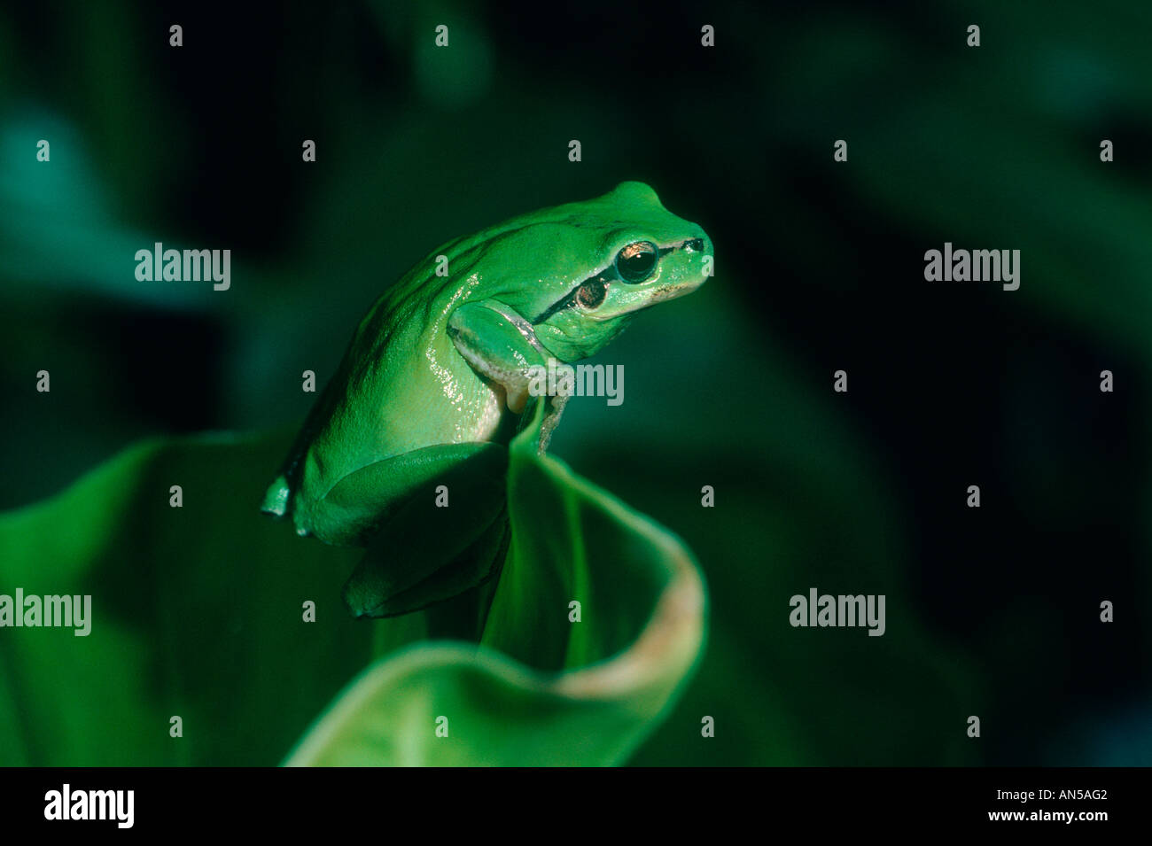 Stripeless Tree Frog, Hyla meridionalis. On leaf Stock Photo - Alamy