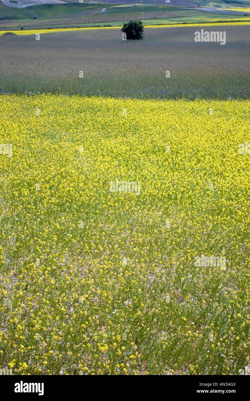 landscape in castelluccio di norcia during lentil flower season Stock ...