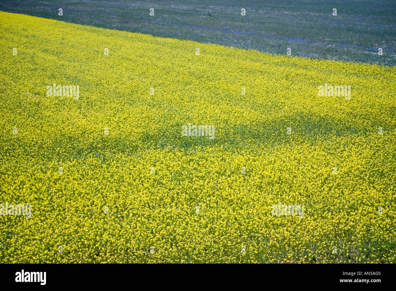 landscape in castelluccio di norcia during lentil flower season Stock ...