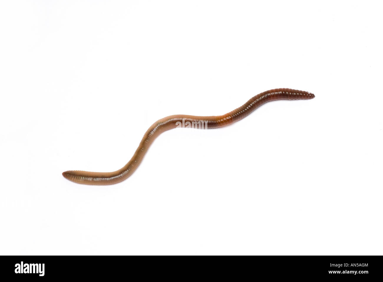 Earthworm Cut Out Stock Images & Pictures - Alamy
