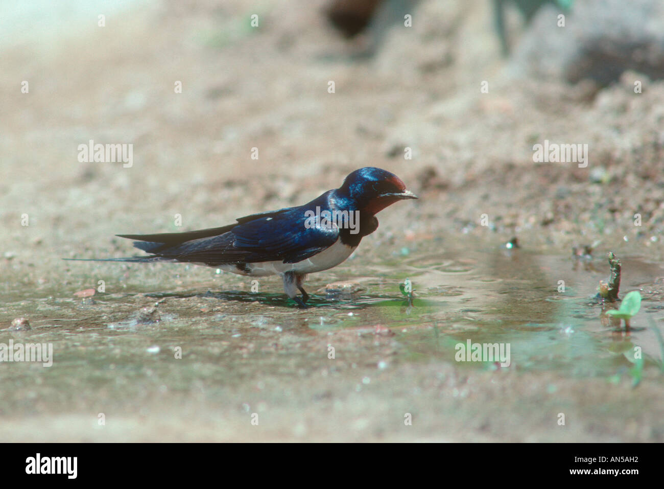 Barn swallow bird on mud hi-res stock photography and images - Alamy