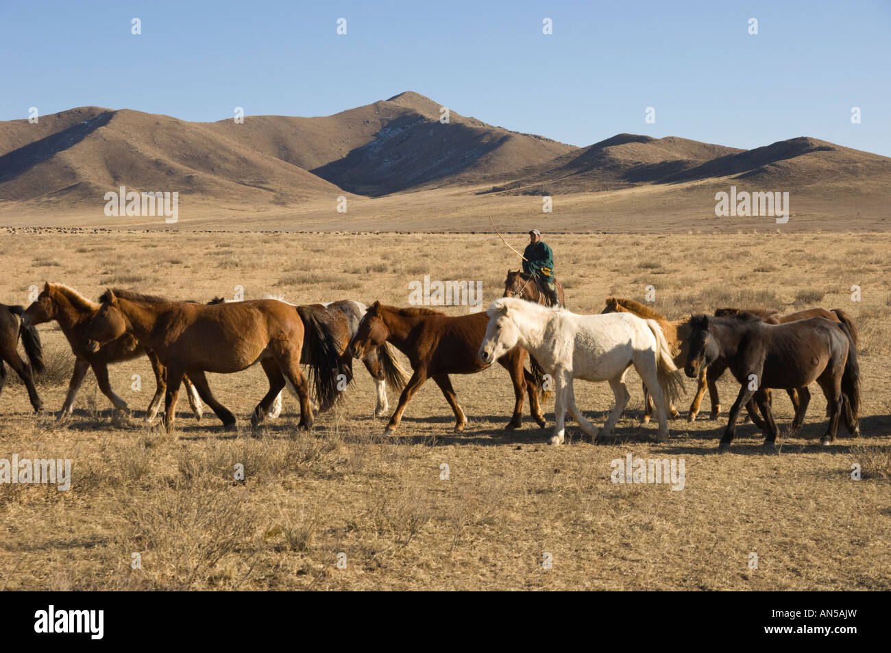 Central Mongolia Lun area a local nomad gathering his horse herd with ...