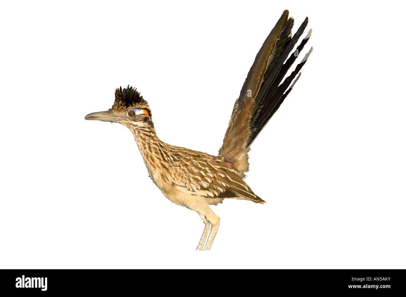 Road Runner Bird Flying