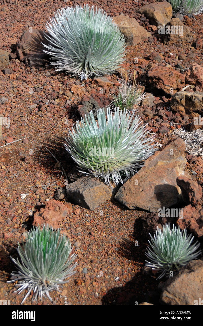 Haleakala silversword flower hi-res stock photography and images - Alamy