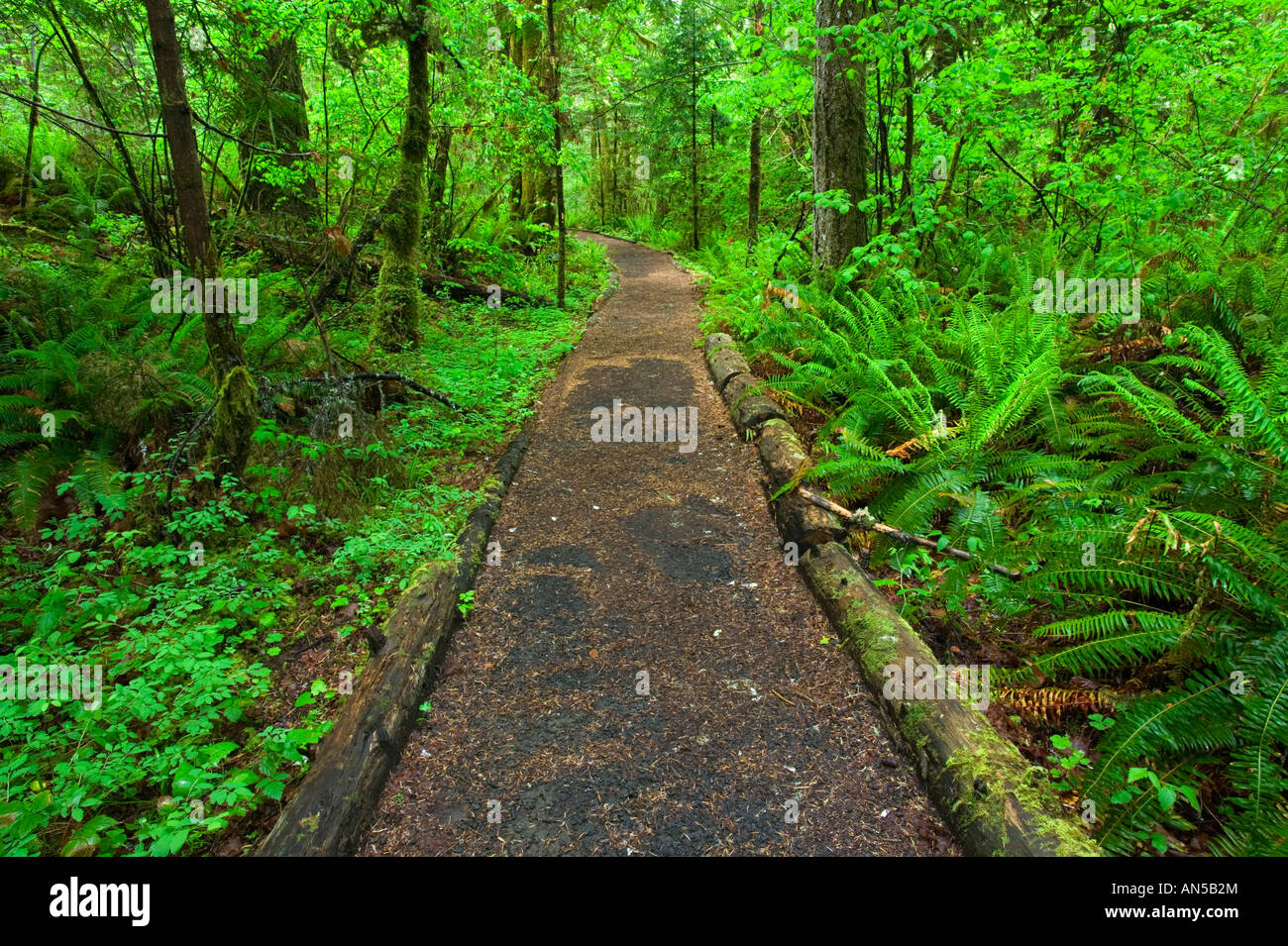Pacific northwest trail wooden walkway hi-res stock photography and ...
